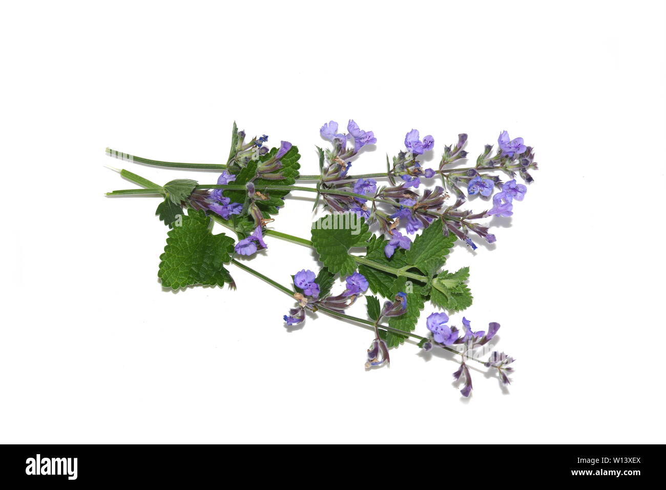 Blue nepeta hi-res stock photography and images - Alamy