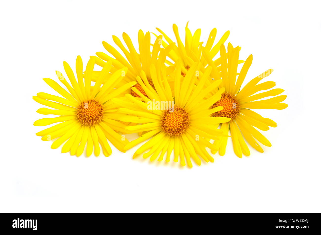 Doronicum orientale leopards bane hi-res stock photography and images ...