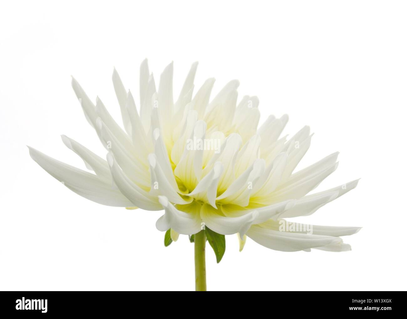 Single flower white background hi-res stock photography and images - Alamy