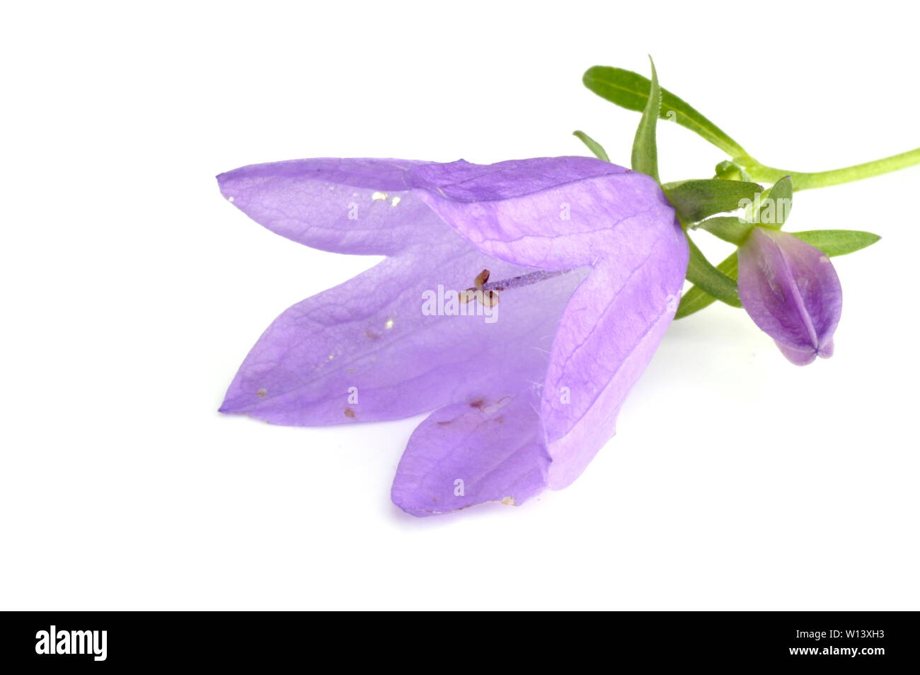 Creeping bellflower hi-res stock photography and images - Alamy