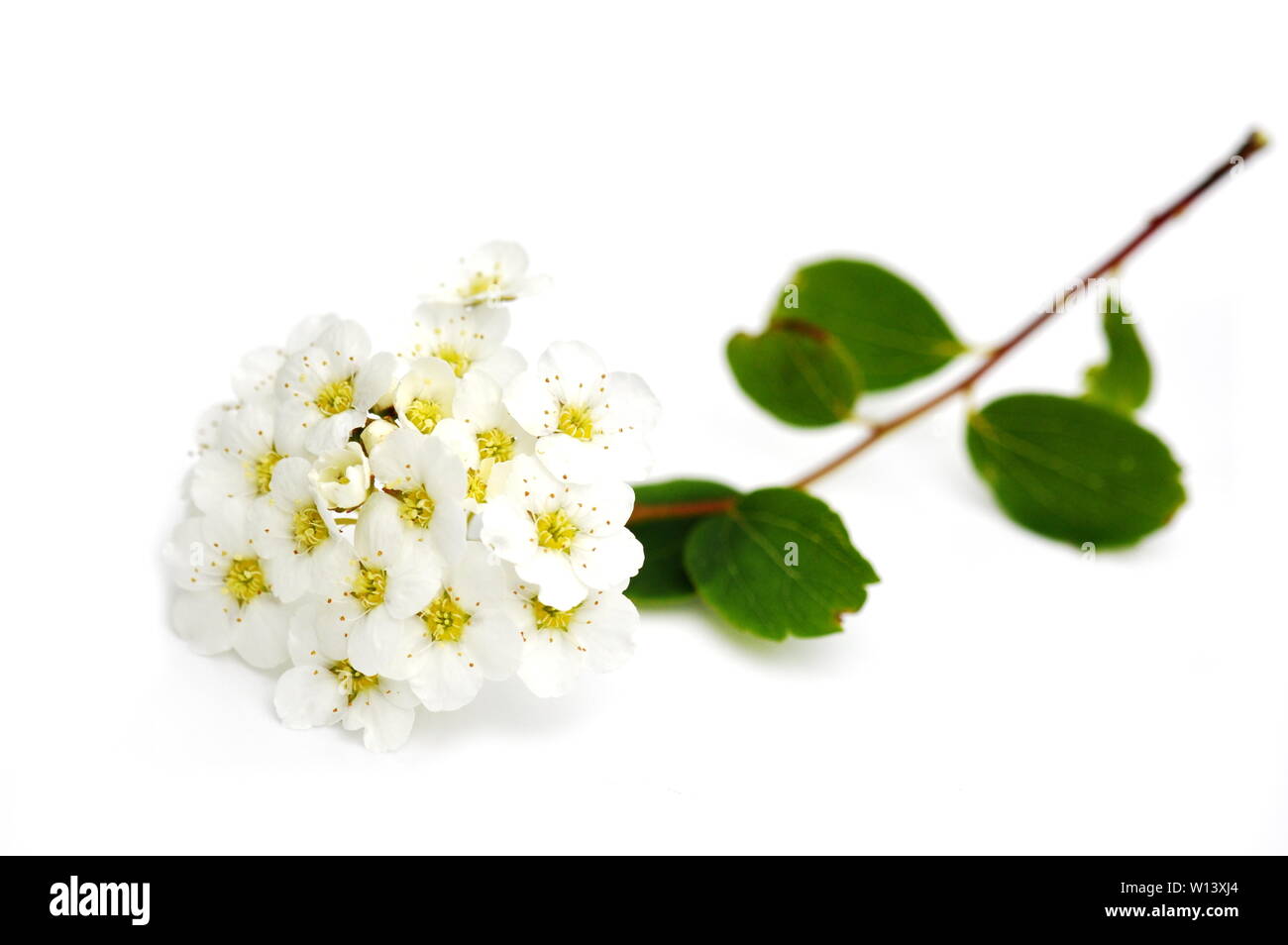 Shrub white flowers Cut Out Stock Images & Pictures - Alamy