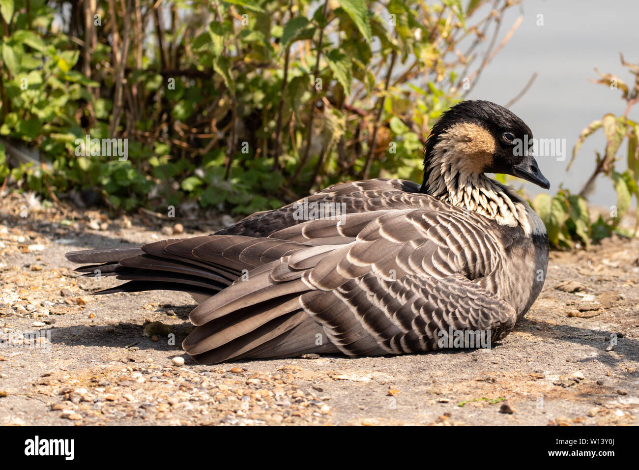 Just goose and water hi-res stock photography and images - Alamy