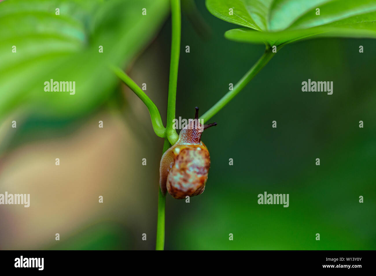 Cute little snail Stock Photo - Alamy
