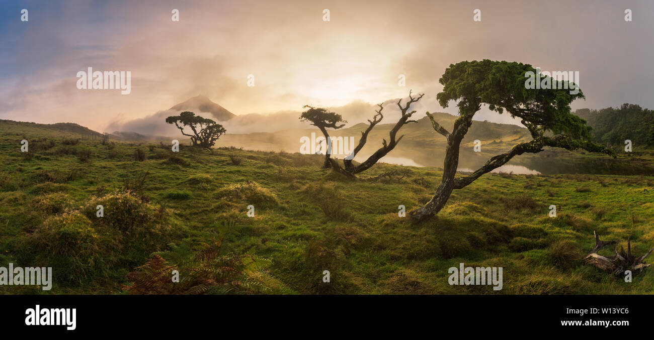 Azores Juniper tree Lagoa do Capitao against Clouds near Mount Pico ...