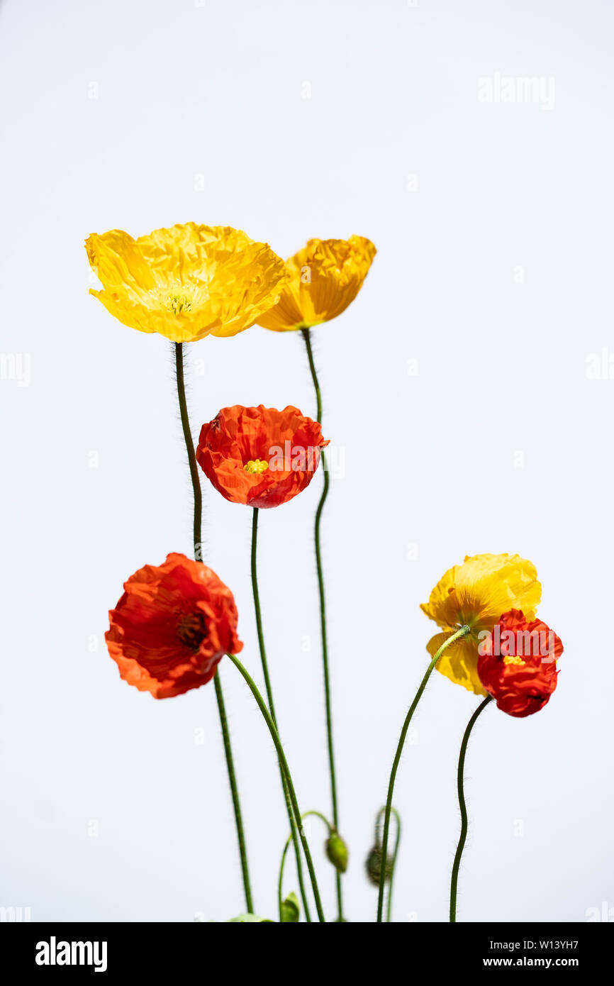 Colorful poppies isolated on white background Stock Photo - Alamy