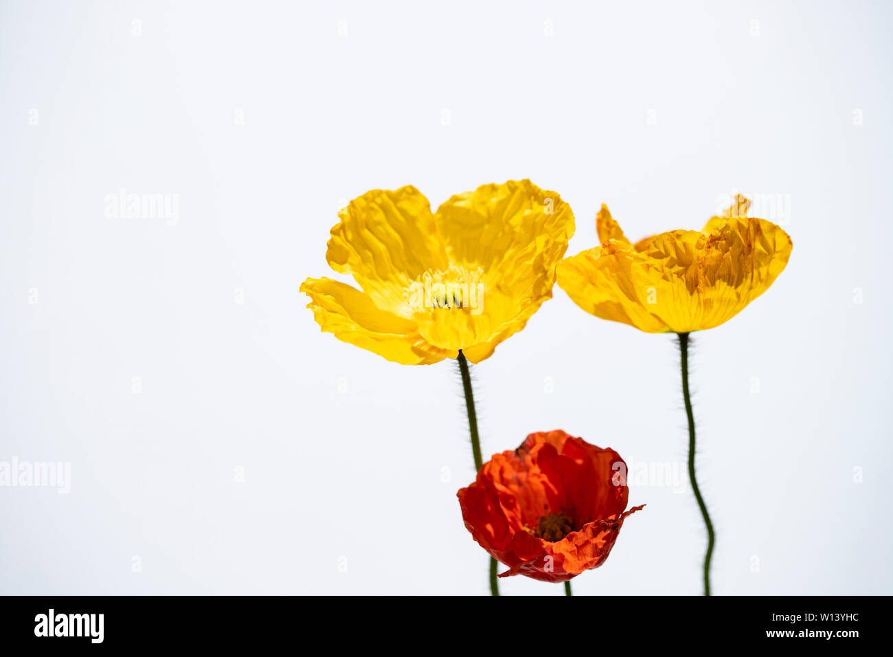 Colorful poppies isolated on white background Stock Photo - Alamy