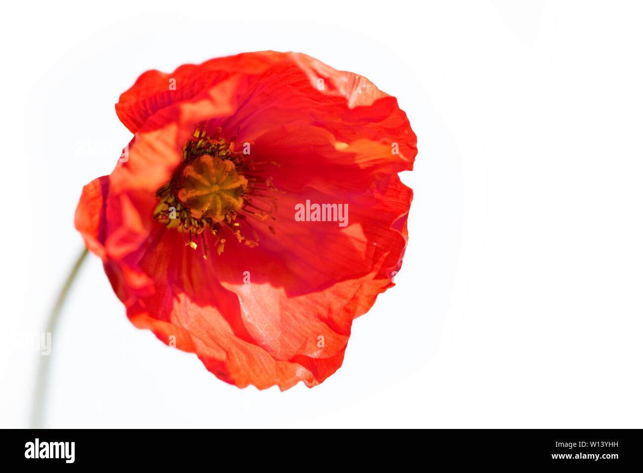 Red poppy isolated on white background Stock Photo - Alamy
