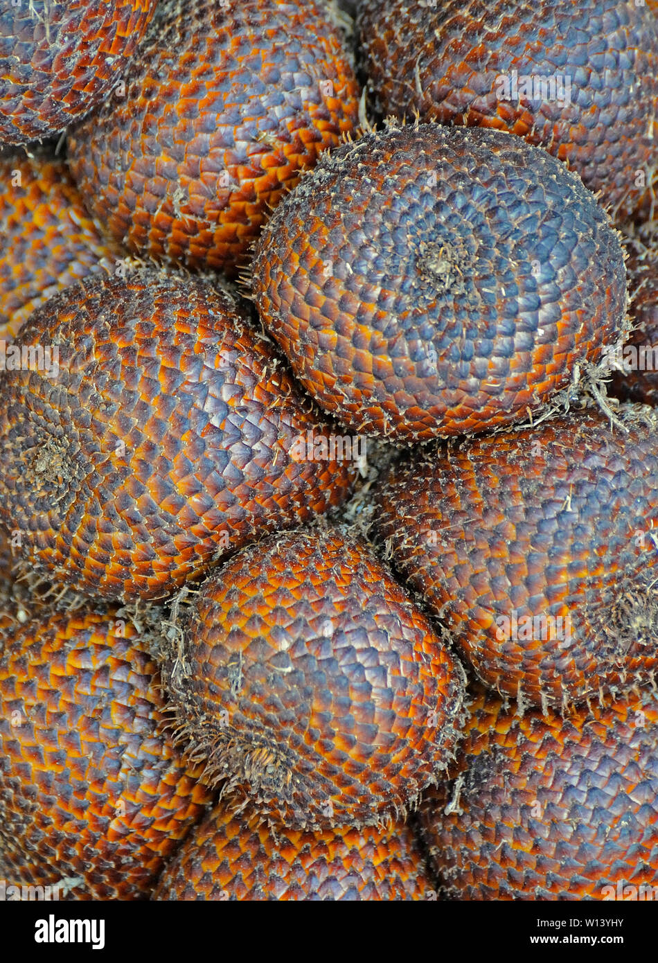 Snakefruit hi-res stock photography and images - Alamy