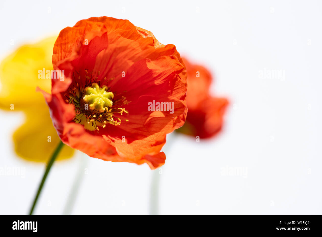 Red poppy isolated on white background Stock Photo - Alamy