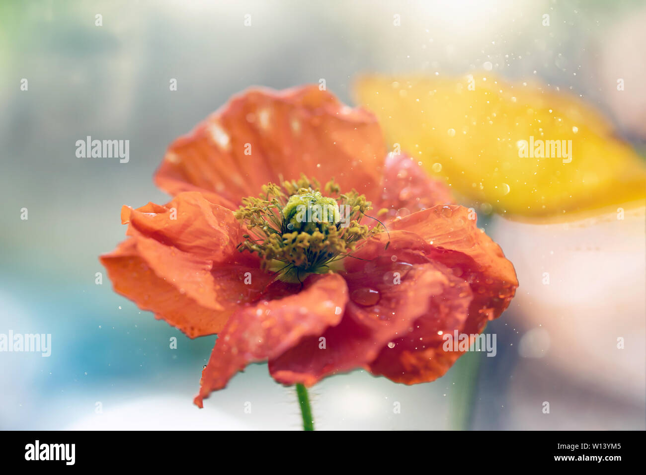 Wild poppy flower at sunset. Symbol of Remembrance Day Stock Photo - Alamy