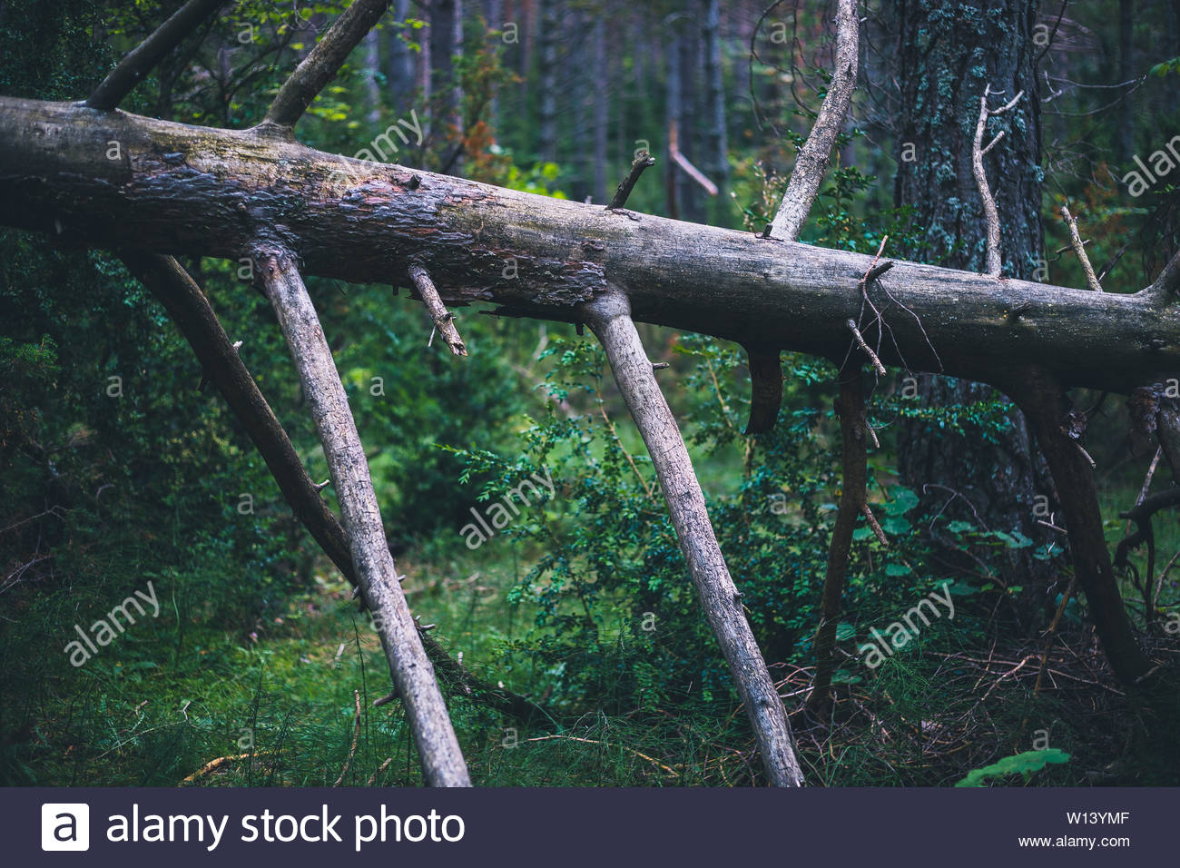 Broken Pine Tree Stock Photos & Broken Pine Tree Stock Images - Alamy