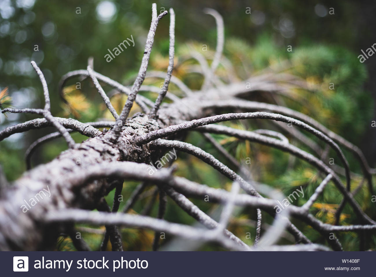 Broken Pine Tree Stock Photos & Broken Pine Tree Stock Images - Alamy