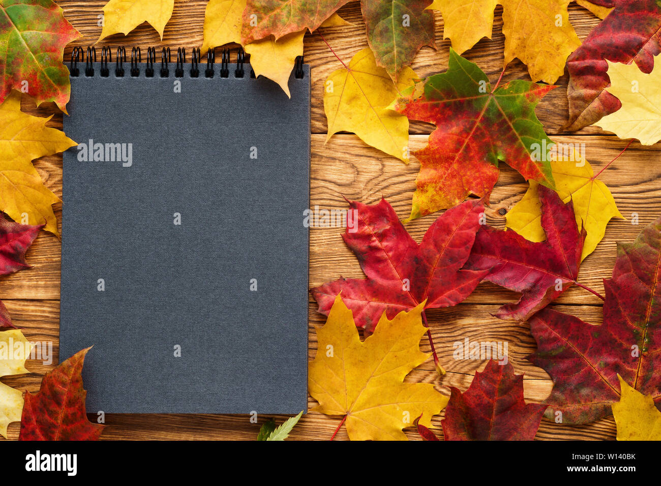 Red and yellow maple leaves around black empty notebook. Back to school ...
