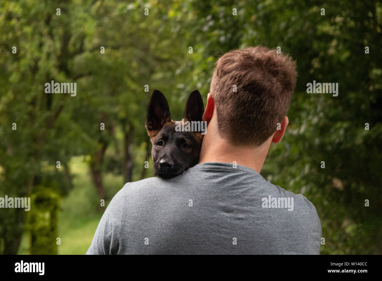 A German Shepherd dog being carried by its owner looks over his ...