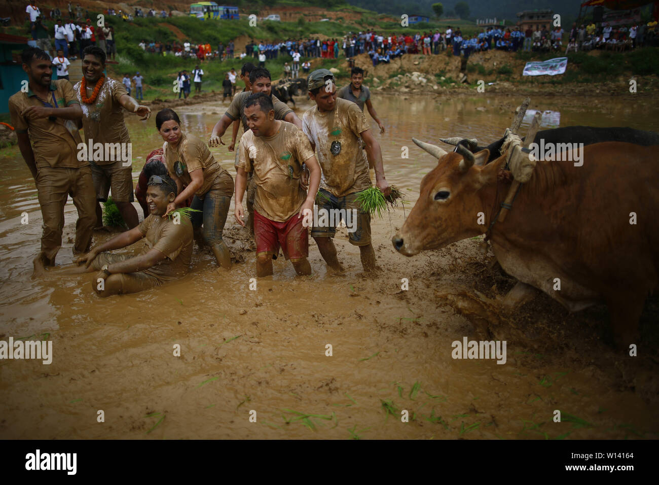 Dhading, Nepal. 30th June, 2019. People plant rice saplings on a paddy ...