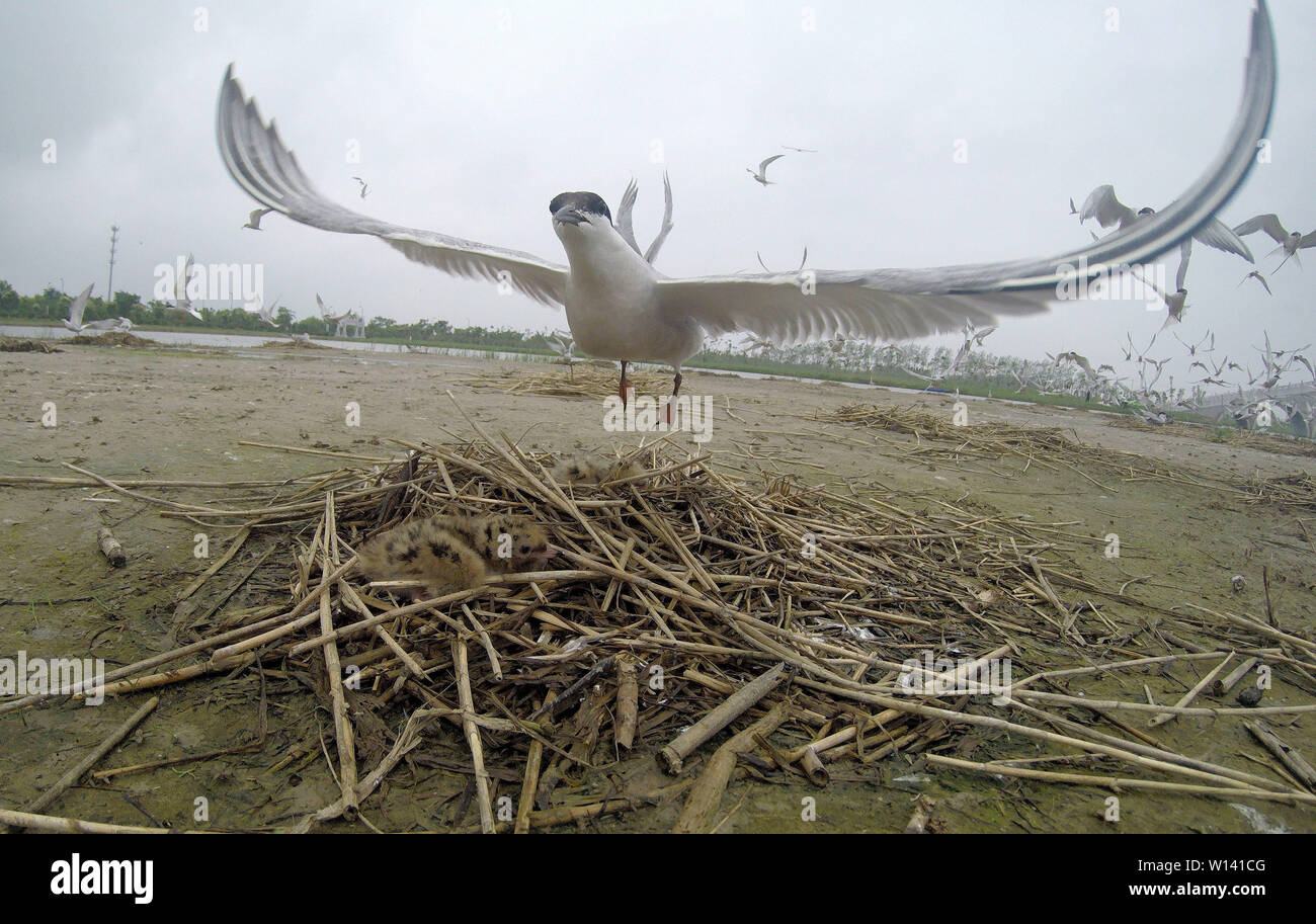 Milu deer yancheng hi-res stock photography and images - Alamy