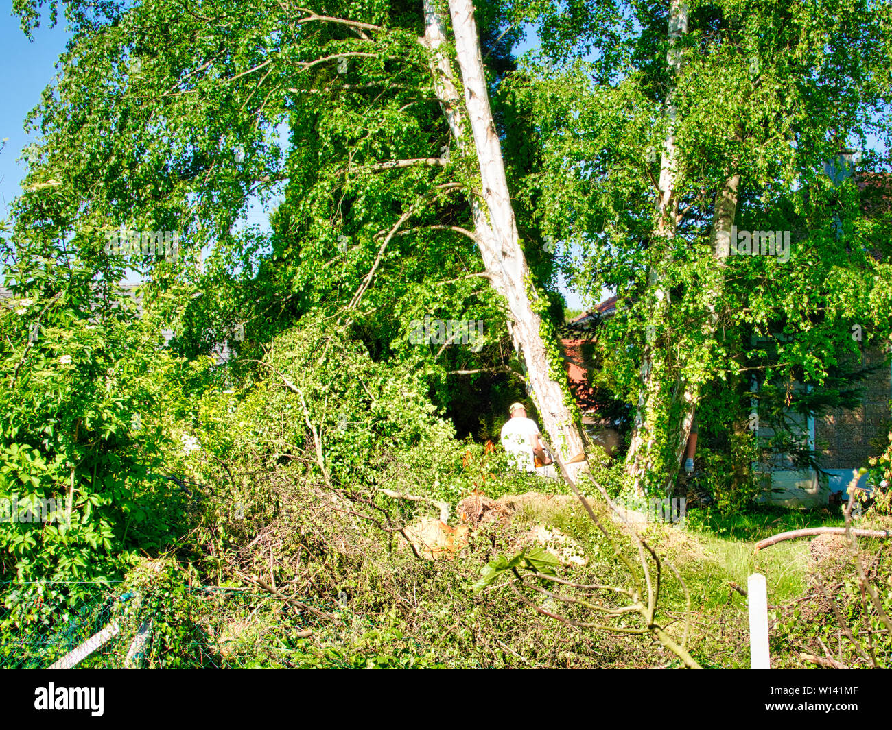 Woodcutter man worker using a chain saw to cut the birch tree trunk ...