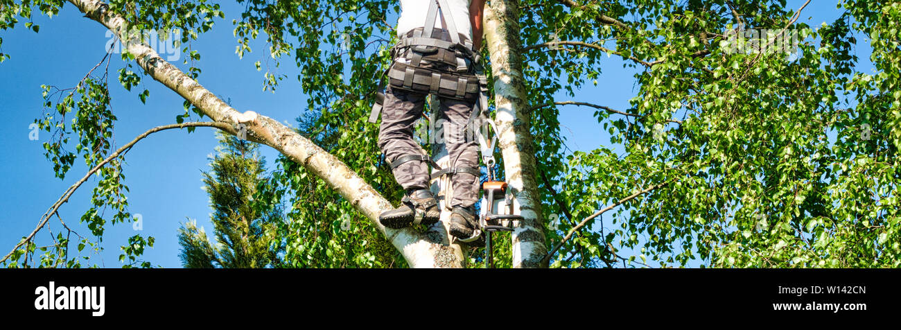 Close-up mature professional male tree trimmer high in top birch tree ...