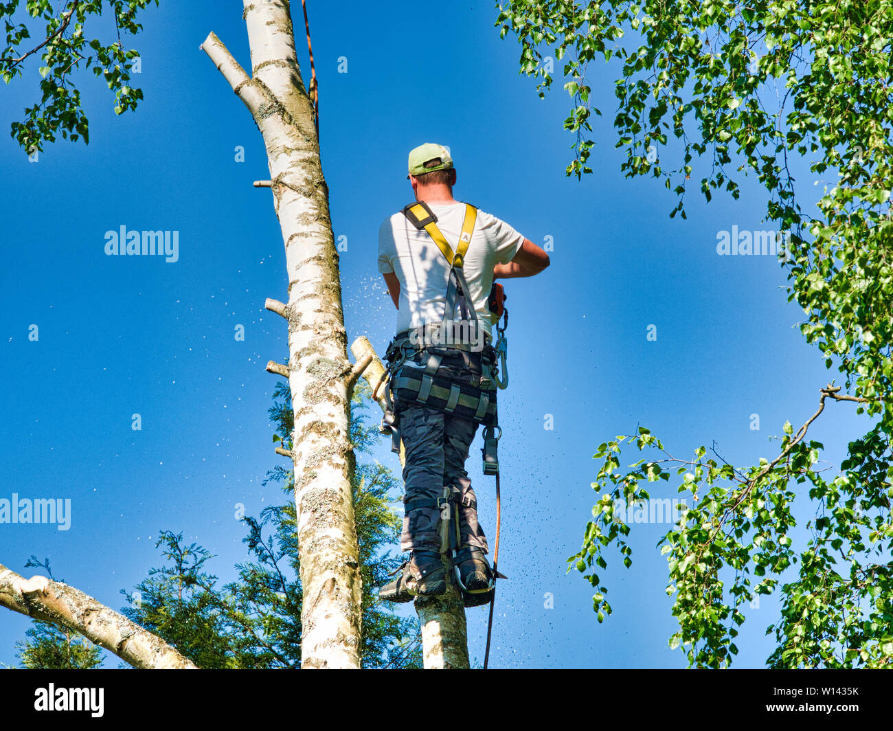 Close-up mature professional male tree trimmer high in top birch tree ...