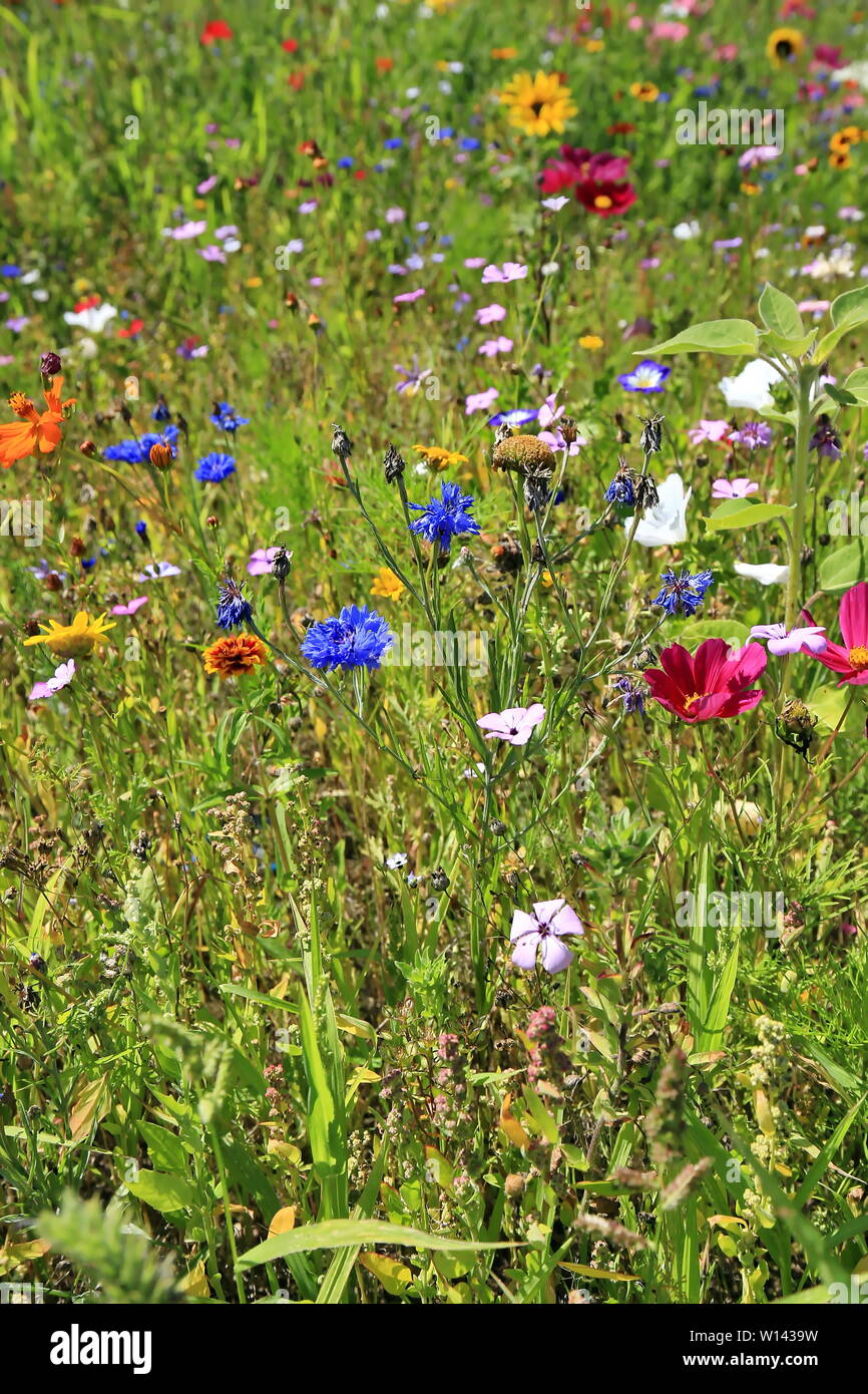 Flower meadow in summer with different colorful flowers. This colorful ...