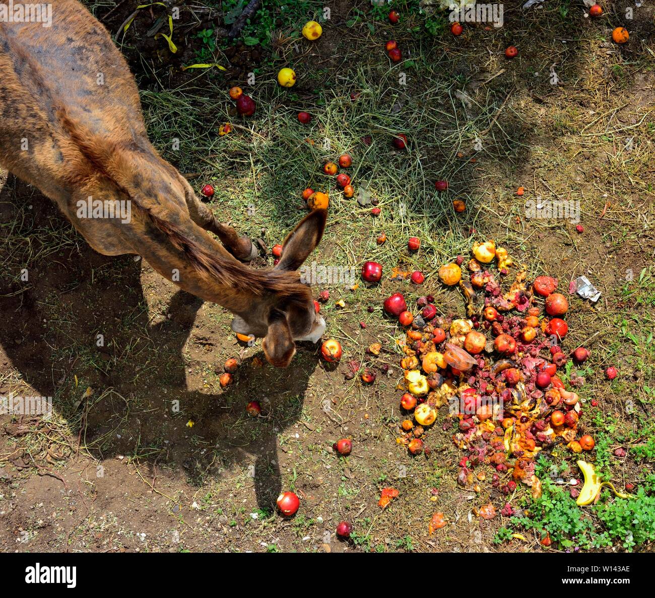 A donkey feeding on a pile of old rotting fruit,Paleokastritsa,Corfu ...