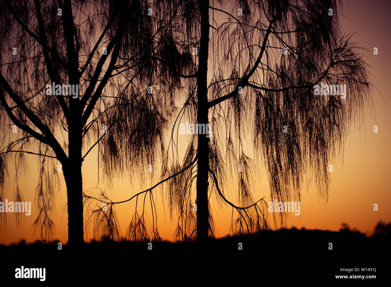 Weepinmg trees near Uluru at sunset in the Northern Territory ...
