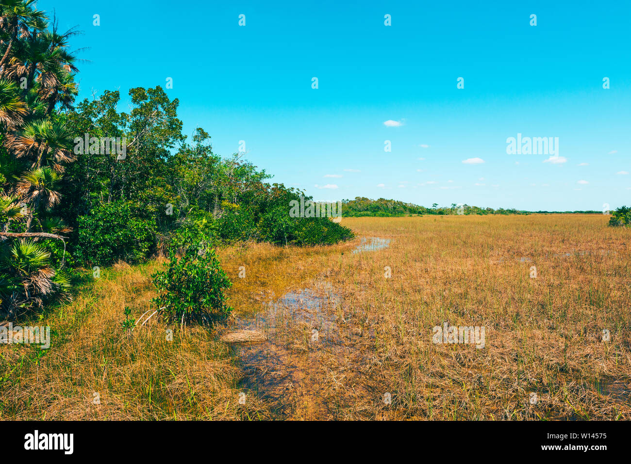 Wetlands in Everglades National Park, Florida, USA Stock Photo - Alamy