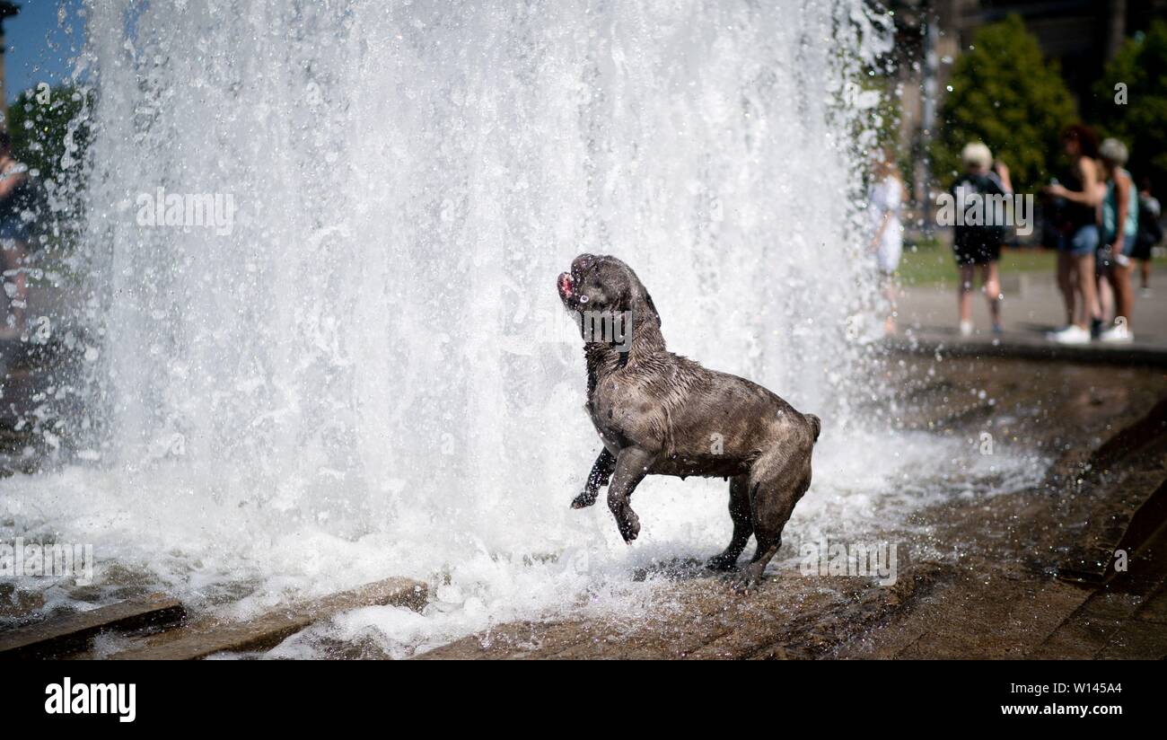 Berlin, Germany. 30th June, 2019. A pug refreshes itself at hot ...