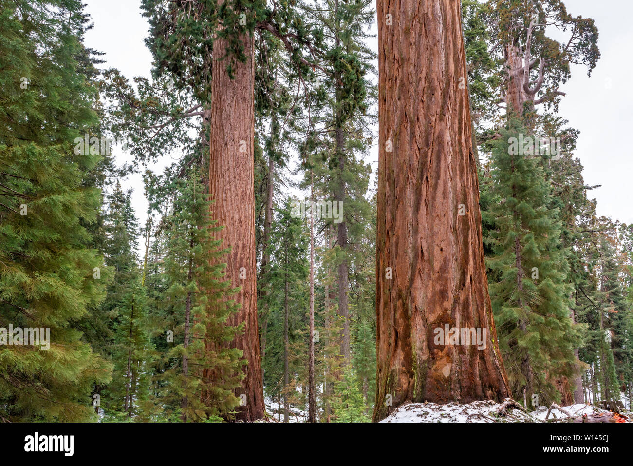 Sequoia National Park in California. The park is notable for its giant ...