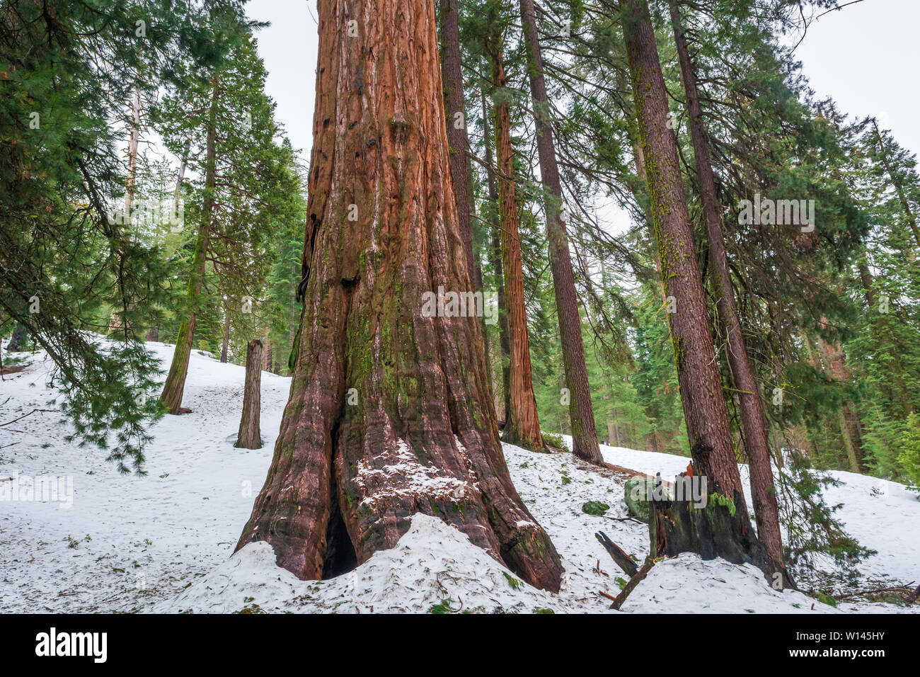 Sequoia National Park in California. The park is notable for its giant ...
