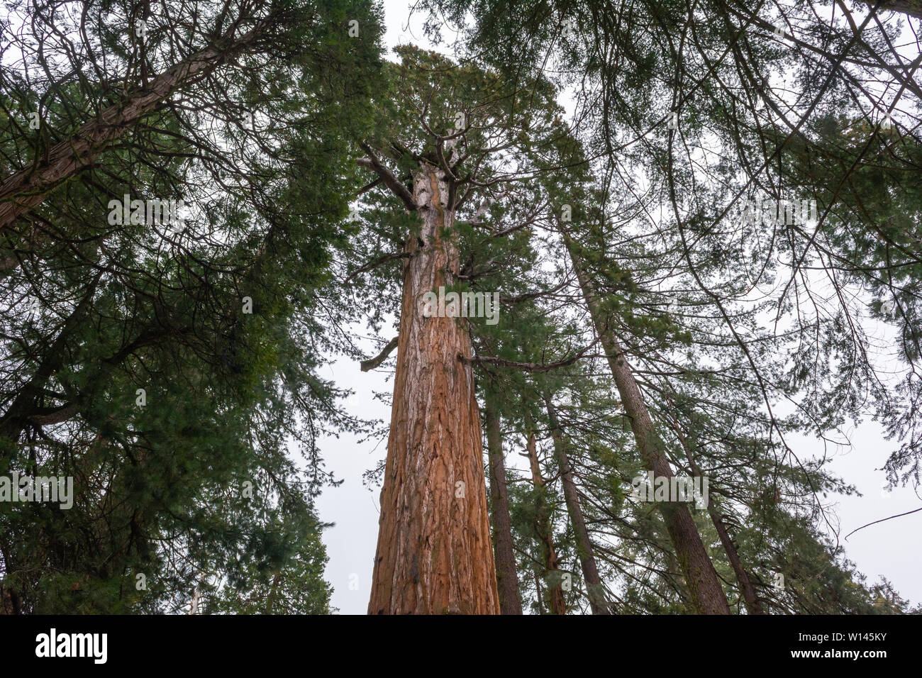 Sequoia National Park in California. The park is notable for its giant ...