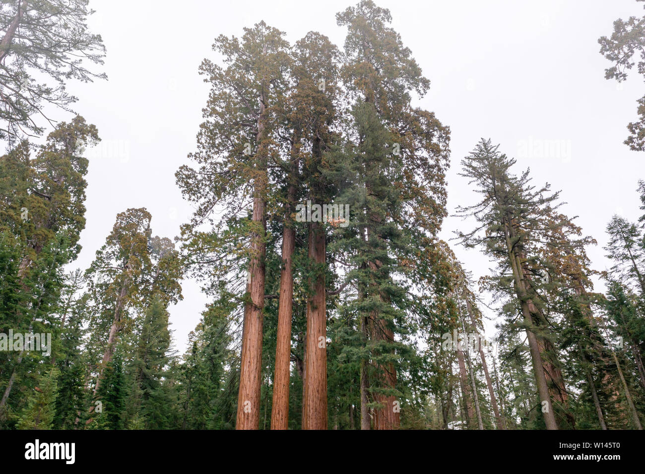 Sequoia National Park in California. The park is notable for its giant ...