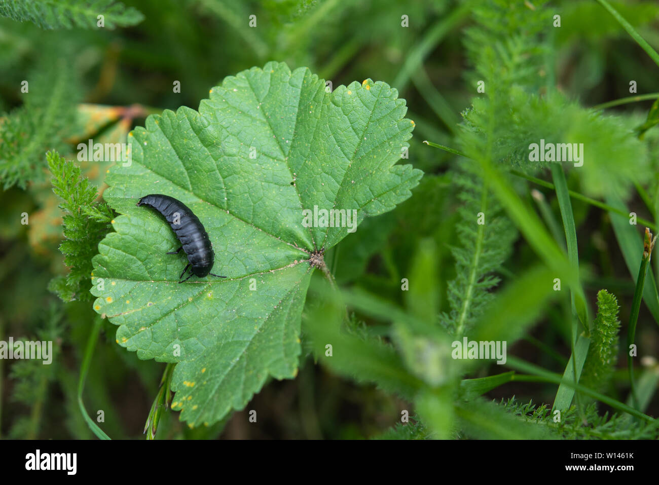 Silphidae hi-res stock photography and images - Alamy