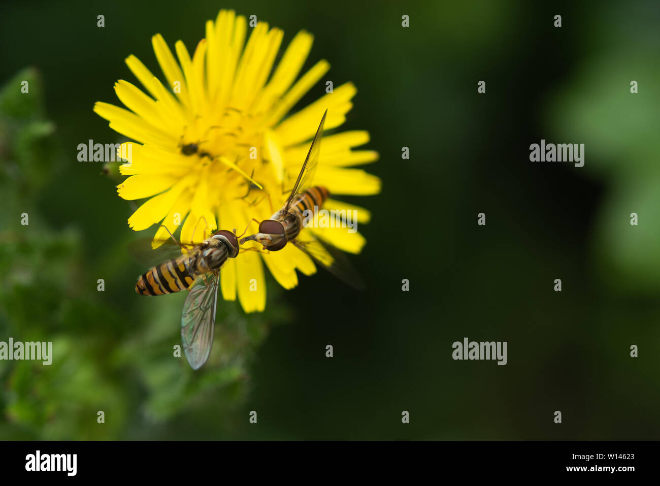 Two insects hi-res stock photography and images - Alamy