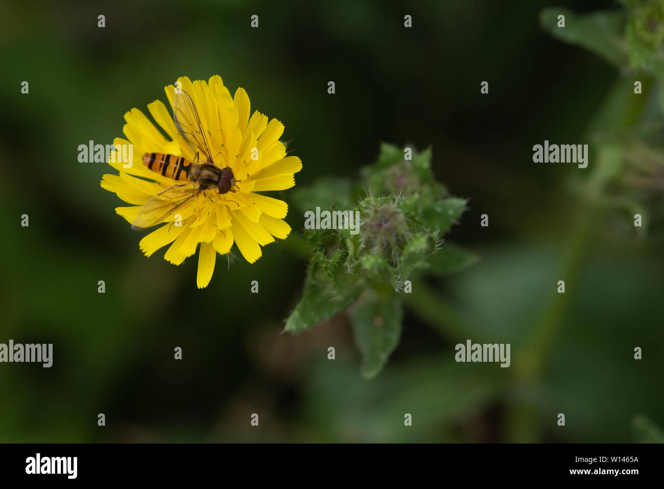 Close up photo of a hoverfly feeding on pollen from dandelion Stock ...