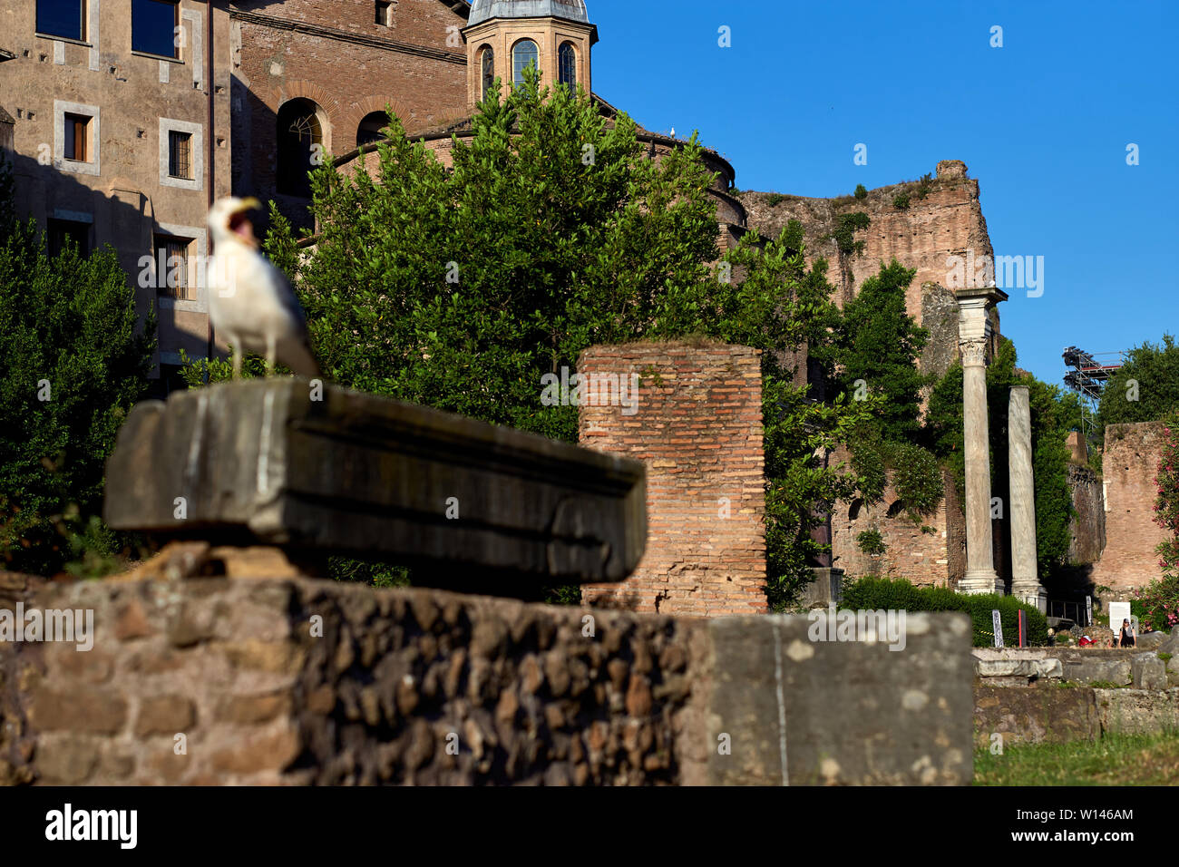Ancient Roman forum in Rome, Italy Stock Photo - Alamy