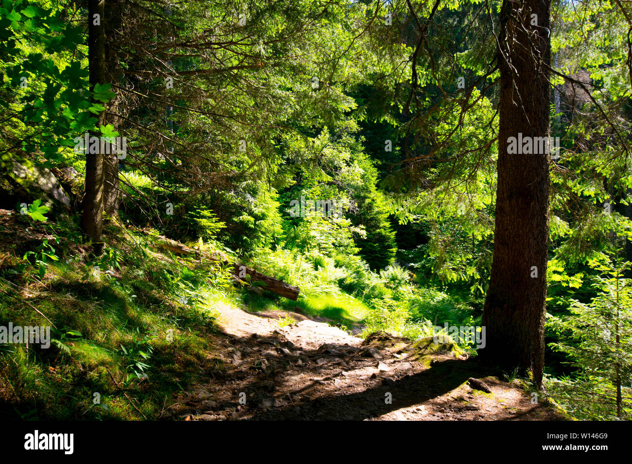 Forest idyll hi-res stock photography and images - Alamy