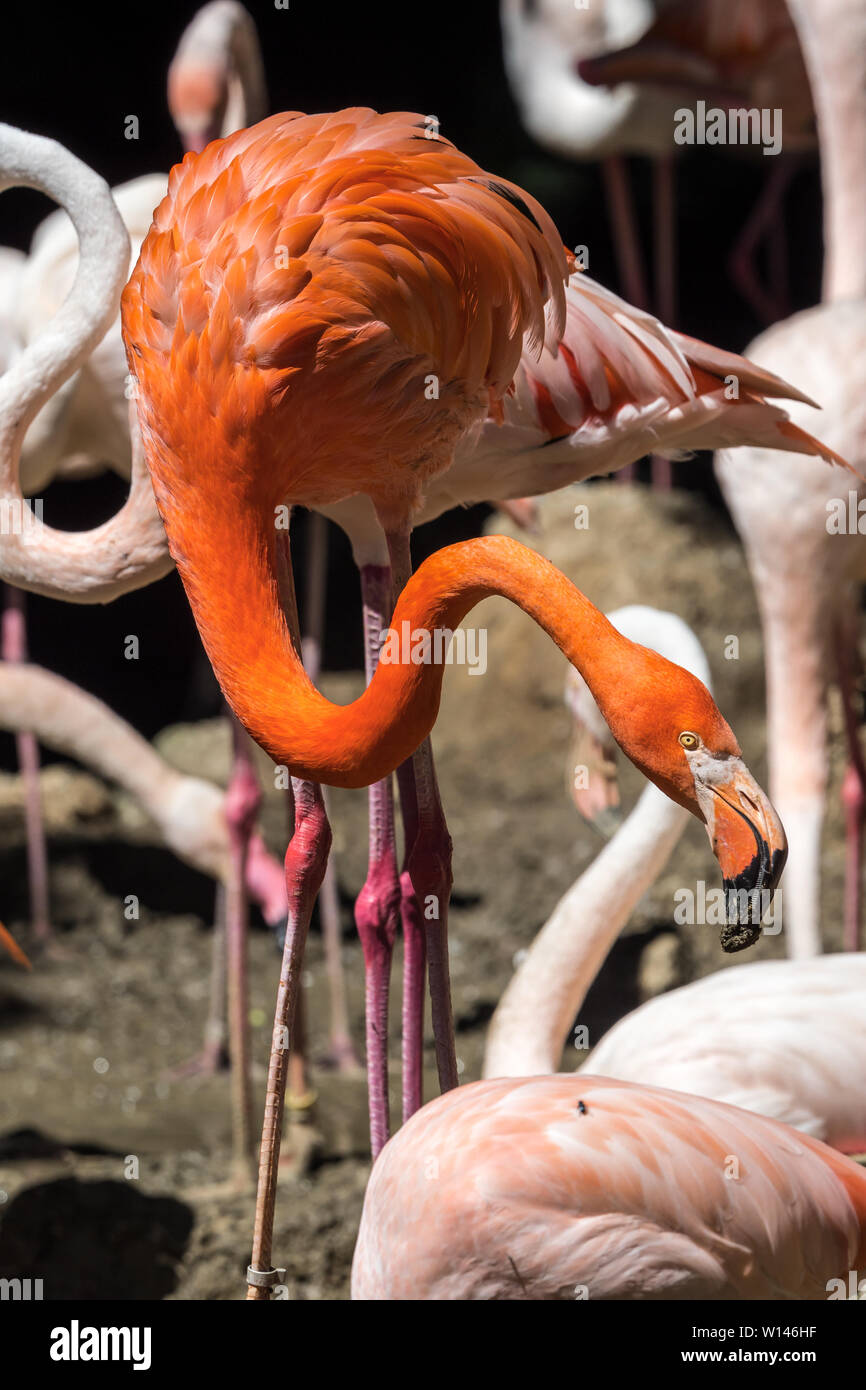 The American flamingo, Phoenicopterus ruber is a large species of ...