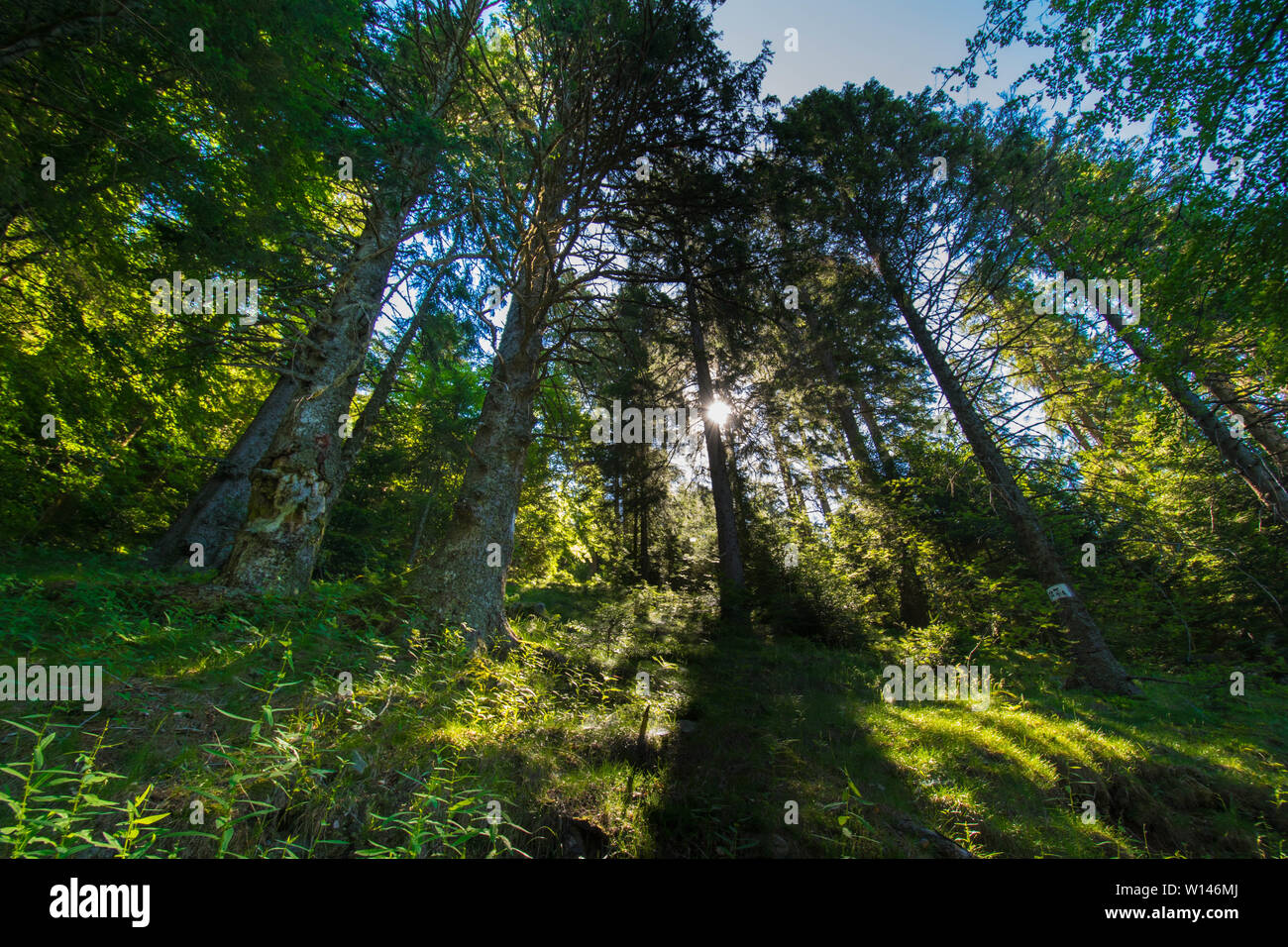 Forest idyll hi-res stock photography and images - Alamy