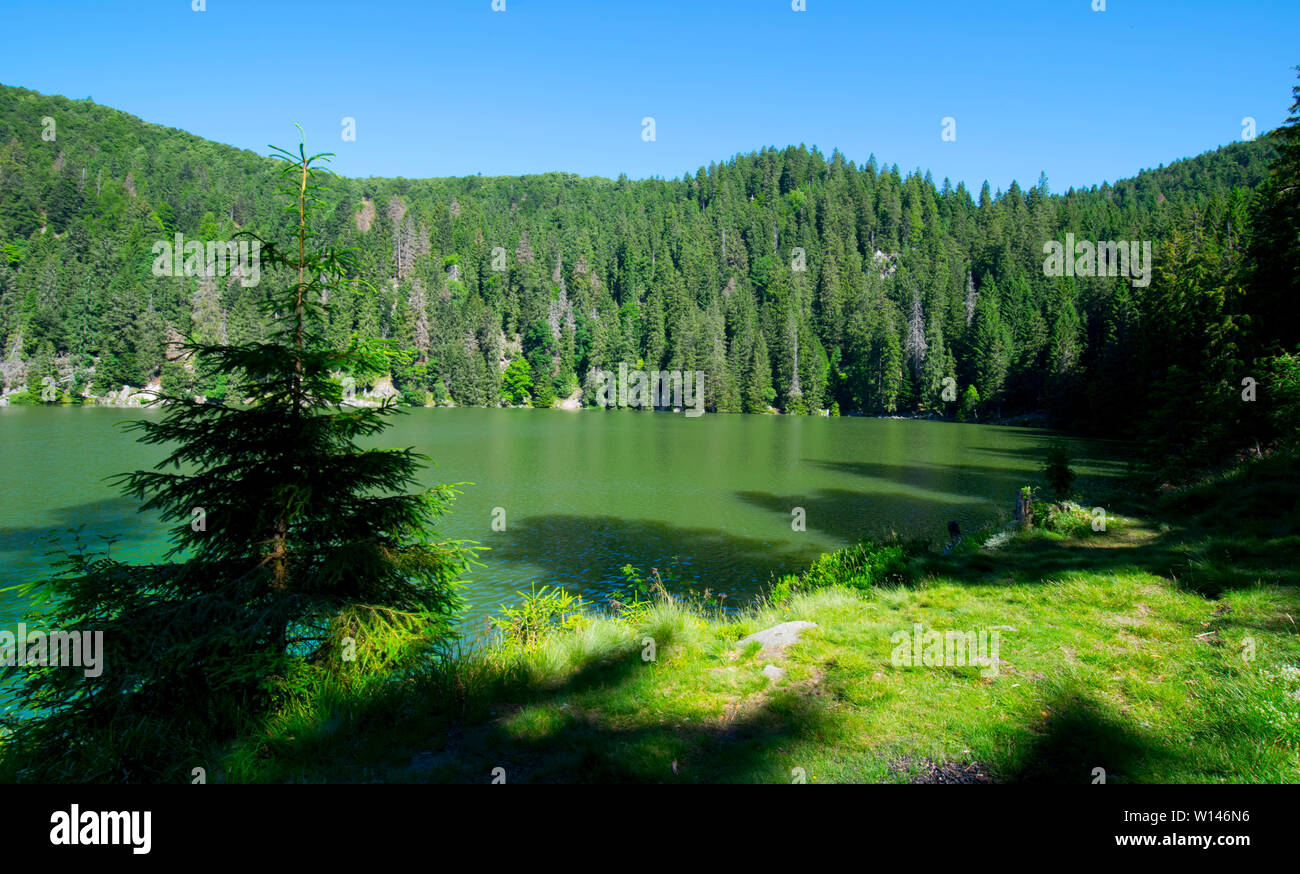 lac vert in the vosges mountains in france Stock Photo - Alamy