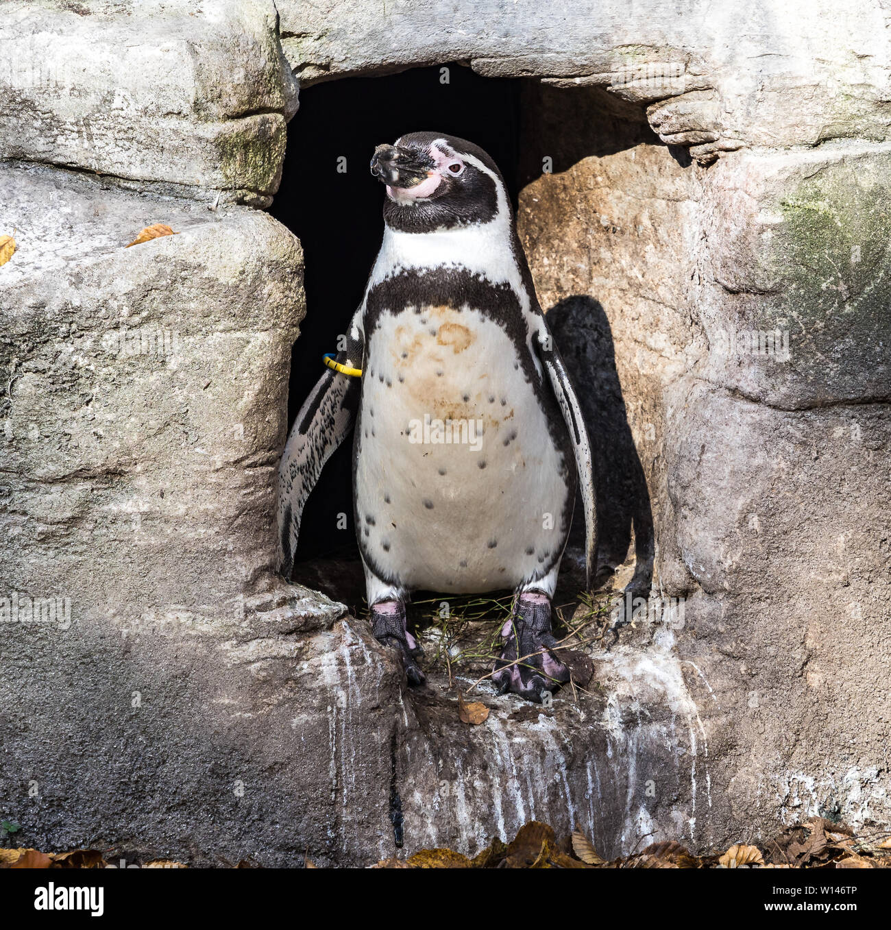 The Humboldt Penguin, Spheniscus humboldti also termed Peruvian penguin ...