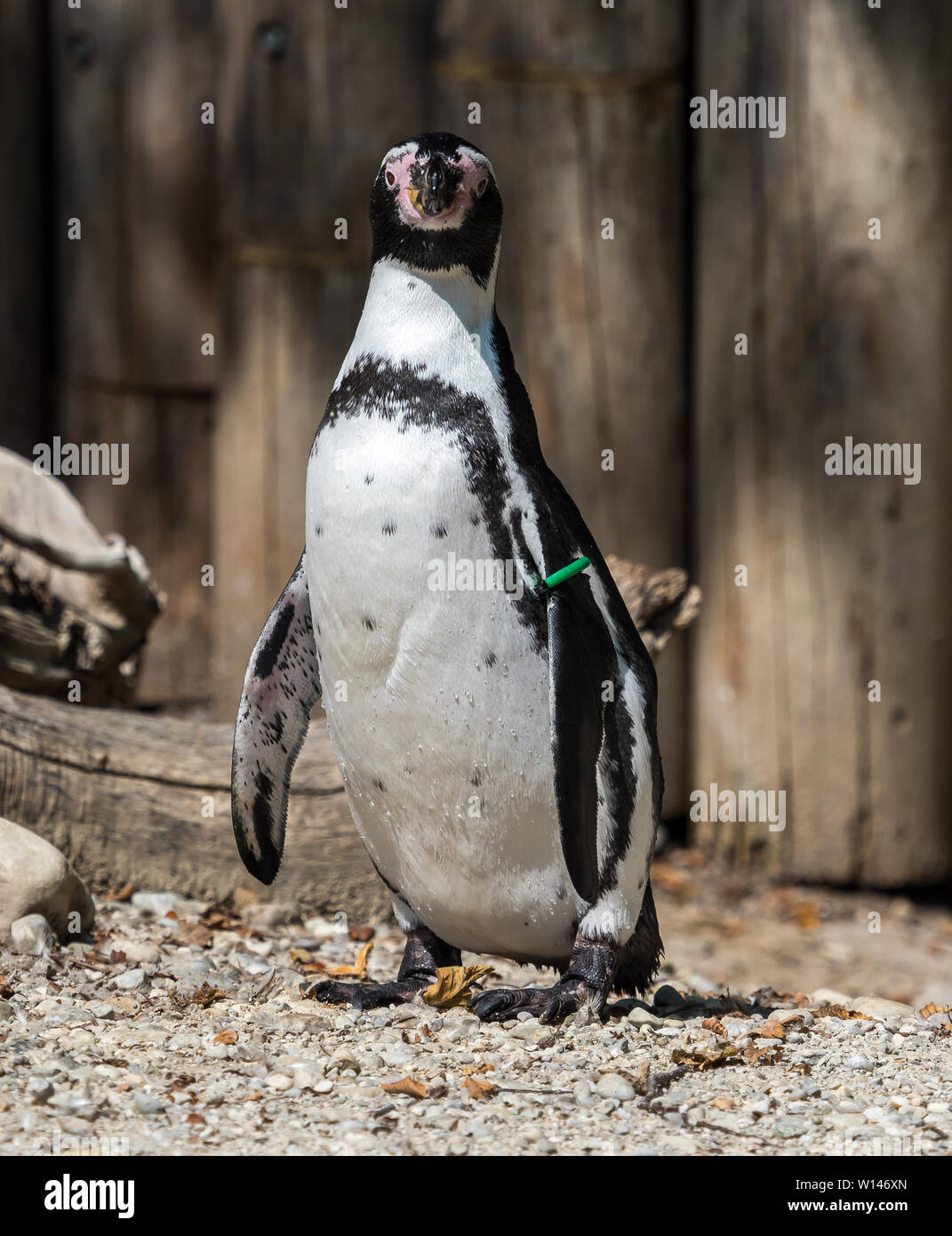 The Humboldt Penguin, Spheniscus humboldti also termed Peruvian penguin ...