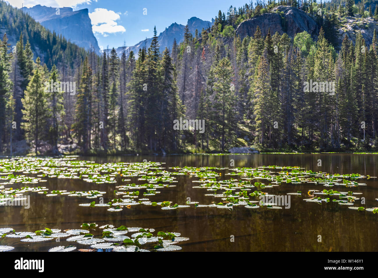Lookout over Nymph Lake, Colorado on a sunny summer's afternoon in ...