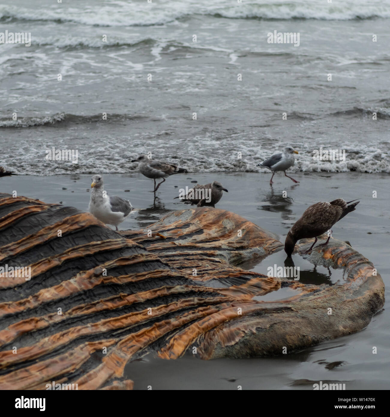 Northern shore of the dead sea hi-res stock photography and images - Alamy