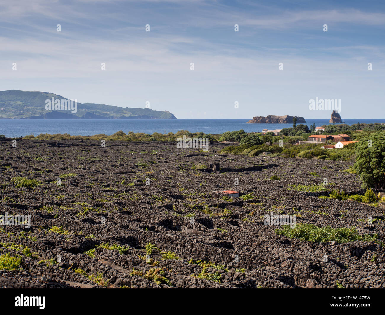 Pico island vineyard hi-res stock photography and images - Alamy
