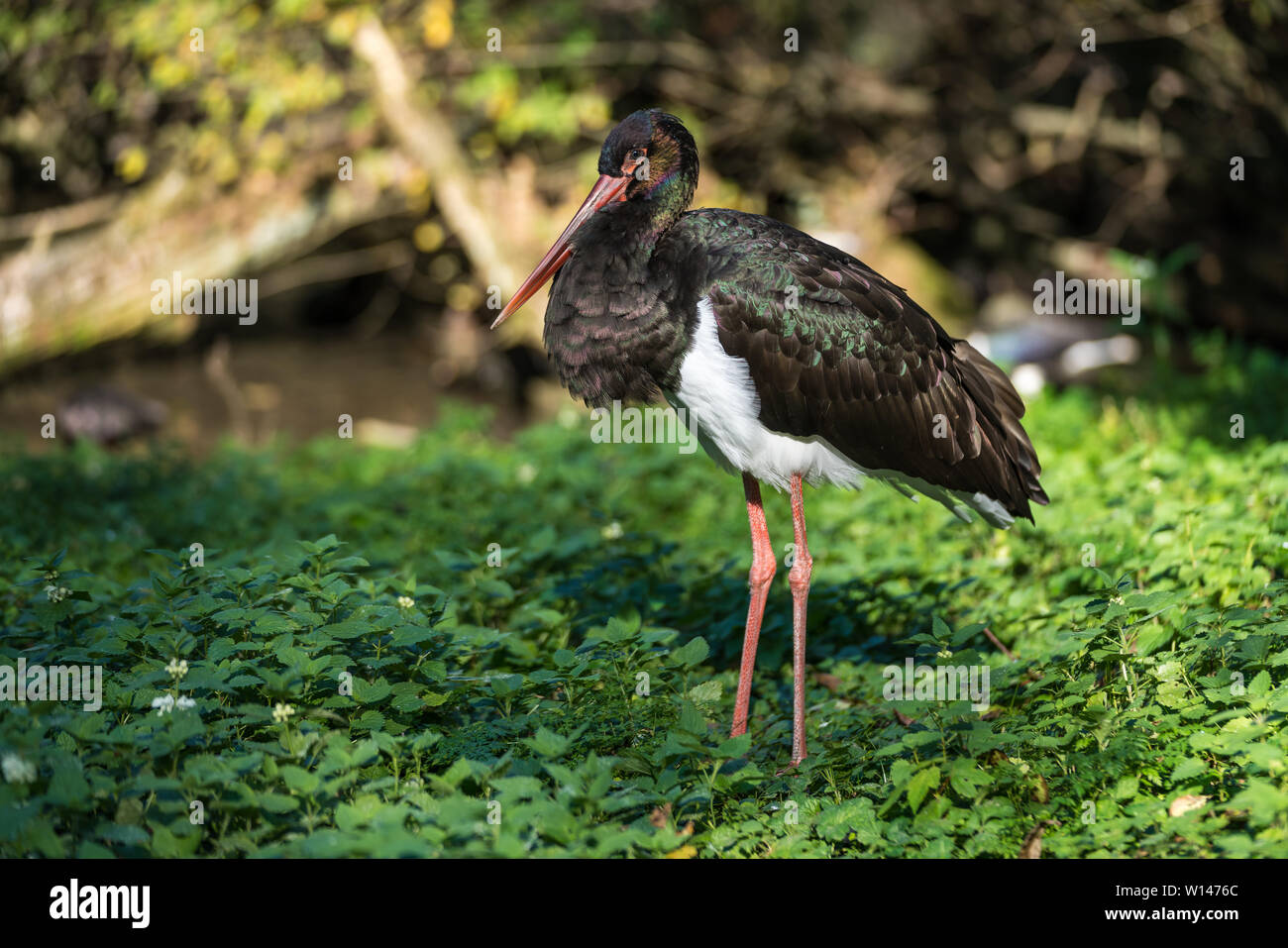 The Black stork, Ciconia nigra is a large bird in the stork family ...