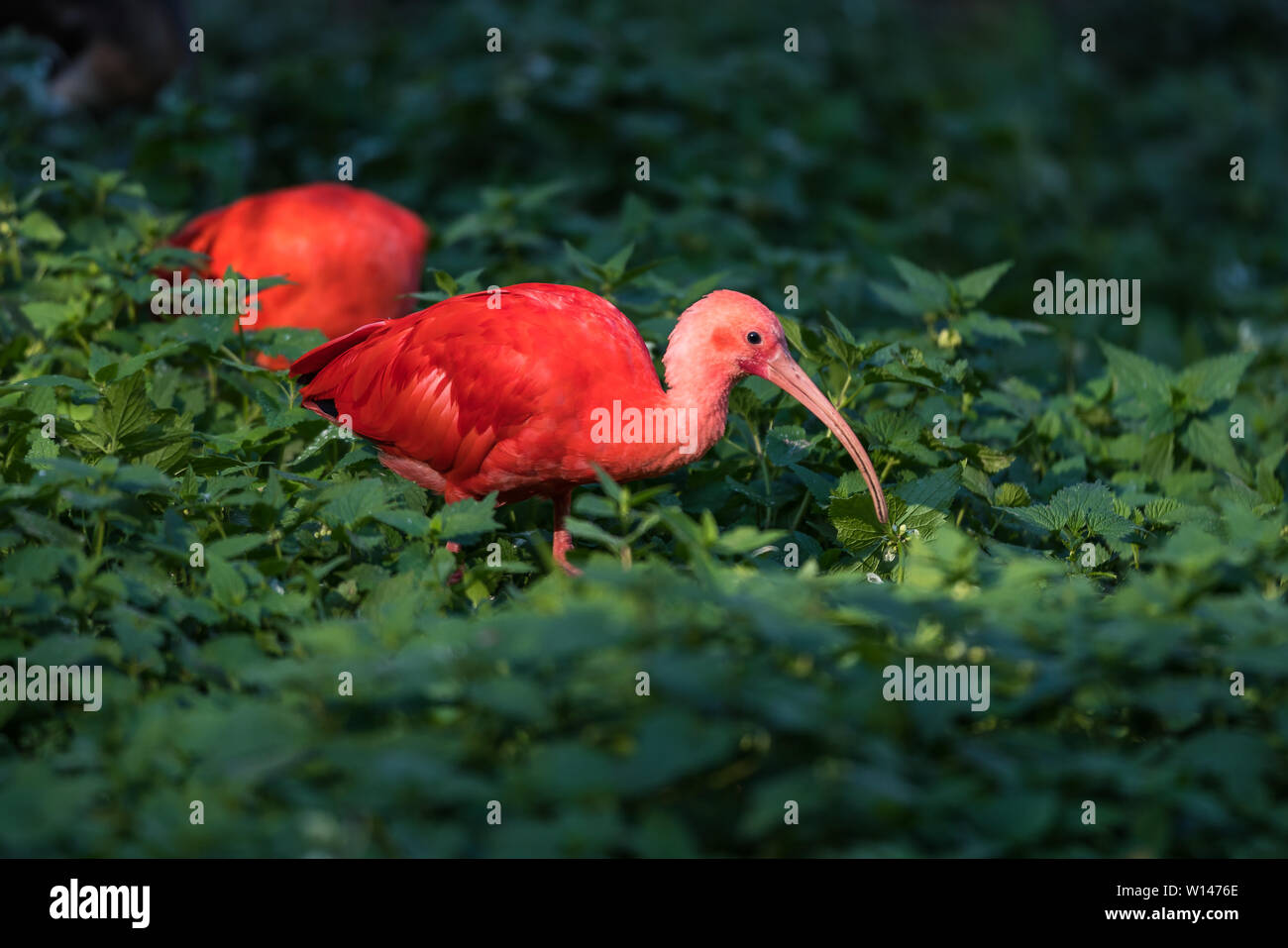 The Scarlet ibis, Eudocimus ruber is a species of ibis in the bird ...