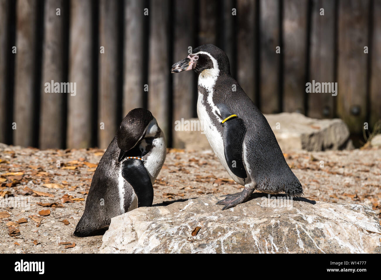 The Humboldt Penguin, Spheniscus humboldti also termed Peruvian penguin ...