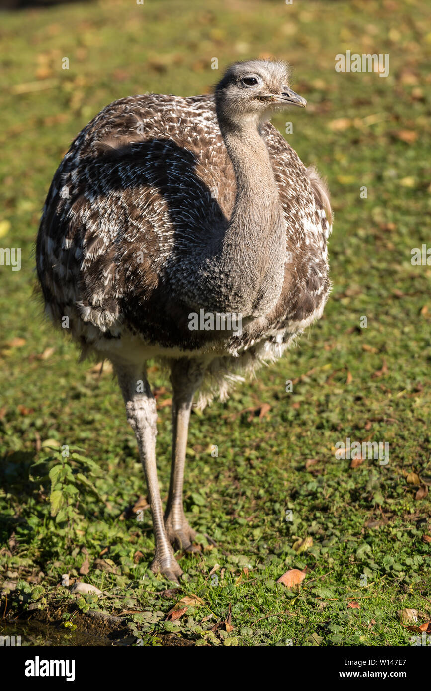 Darwin's rhea, Rhea pennata also known as the lesser rhea. It is a ...