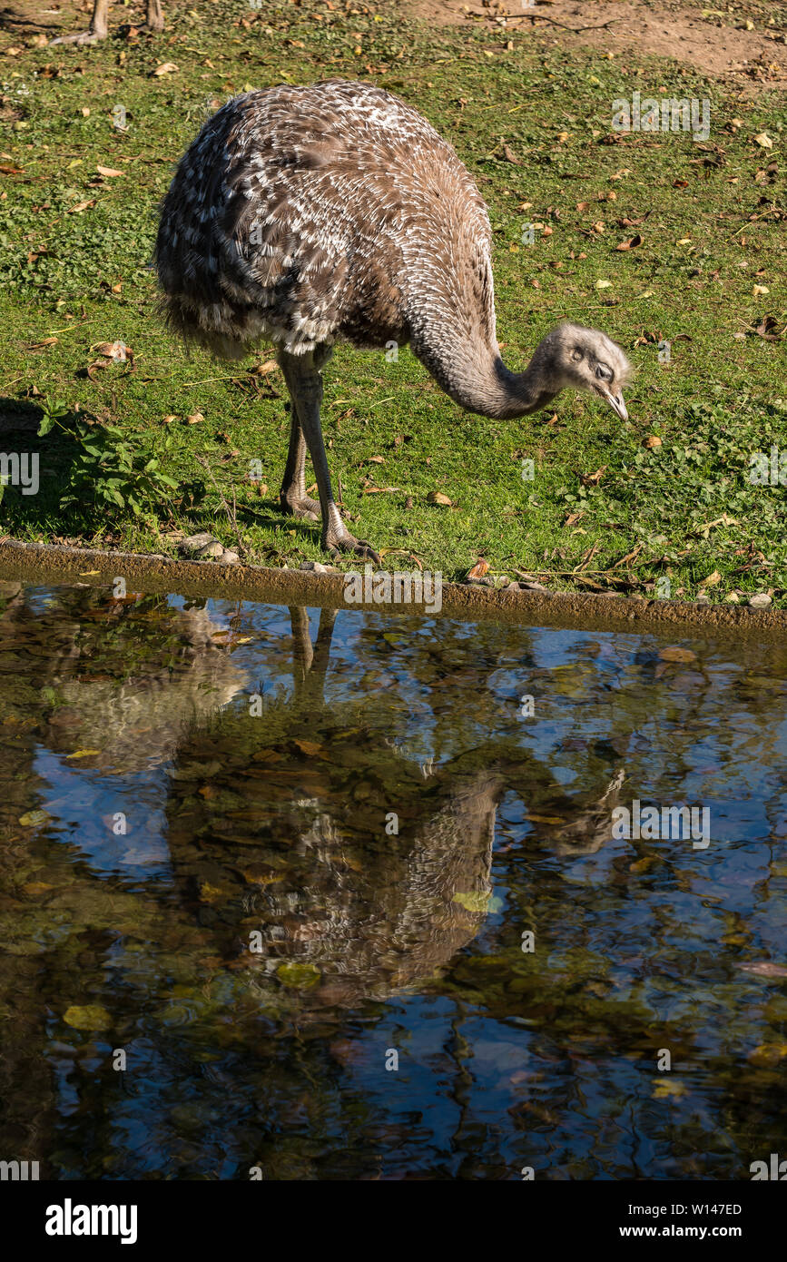 Darwin's rhea, Rhea pennata also known as the lesser rhea. It is a ...